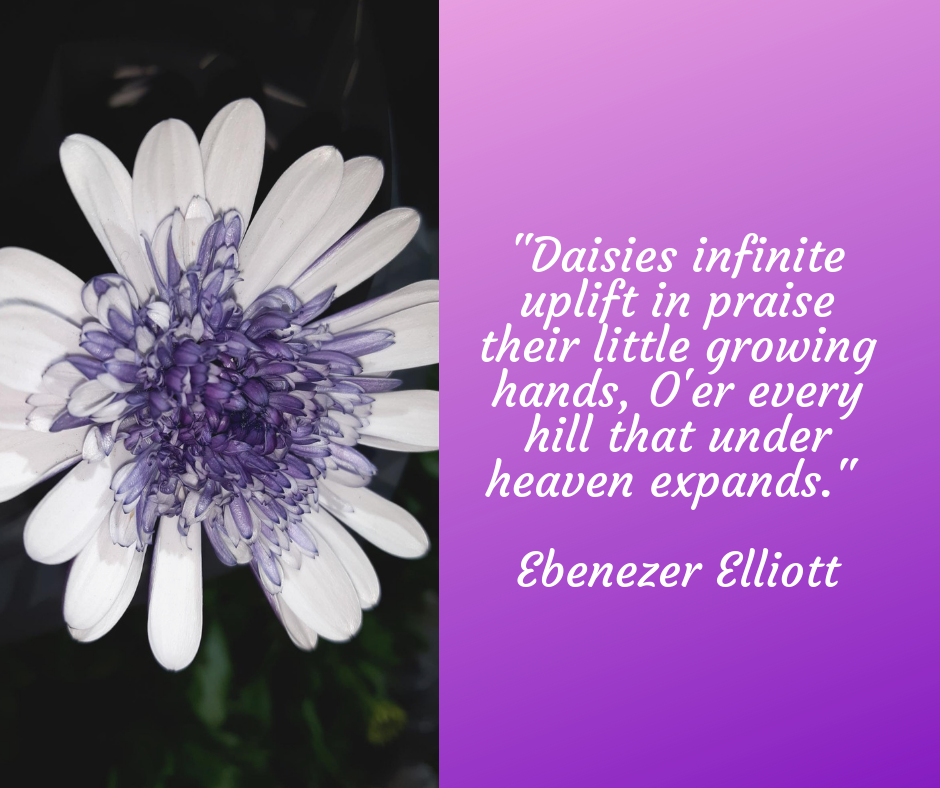 Daisy of a Prayer for a Doozy of a Season | PEP UP for Joy