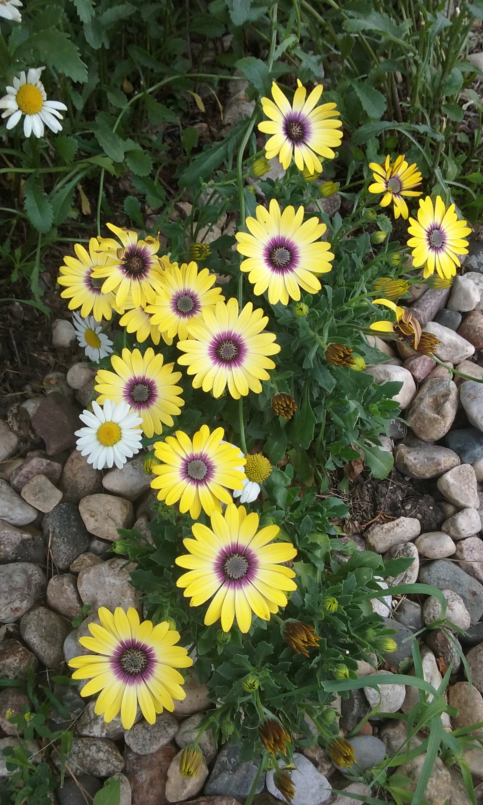 Writing a Psalm | PEP UP for Joy